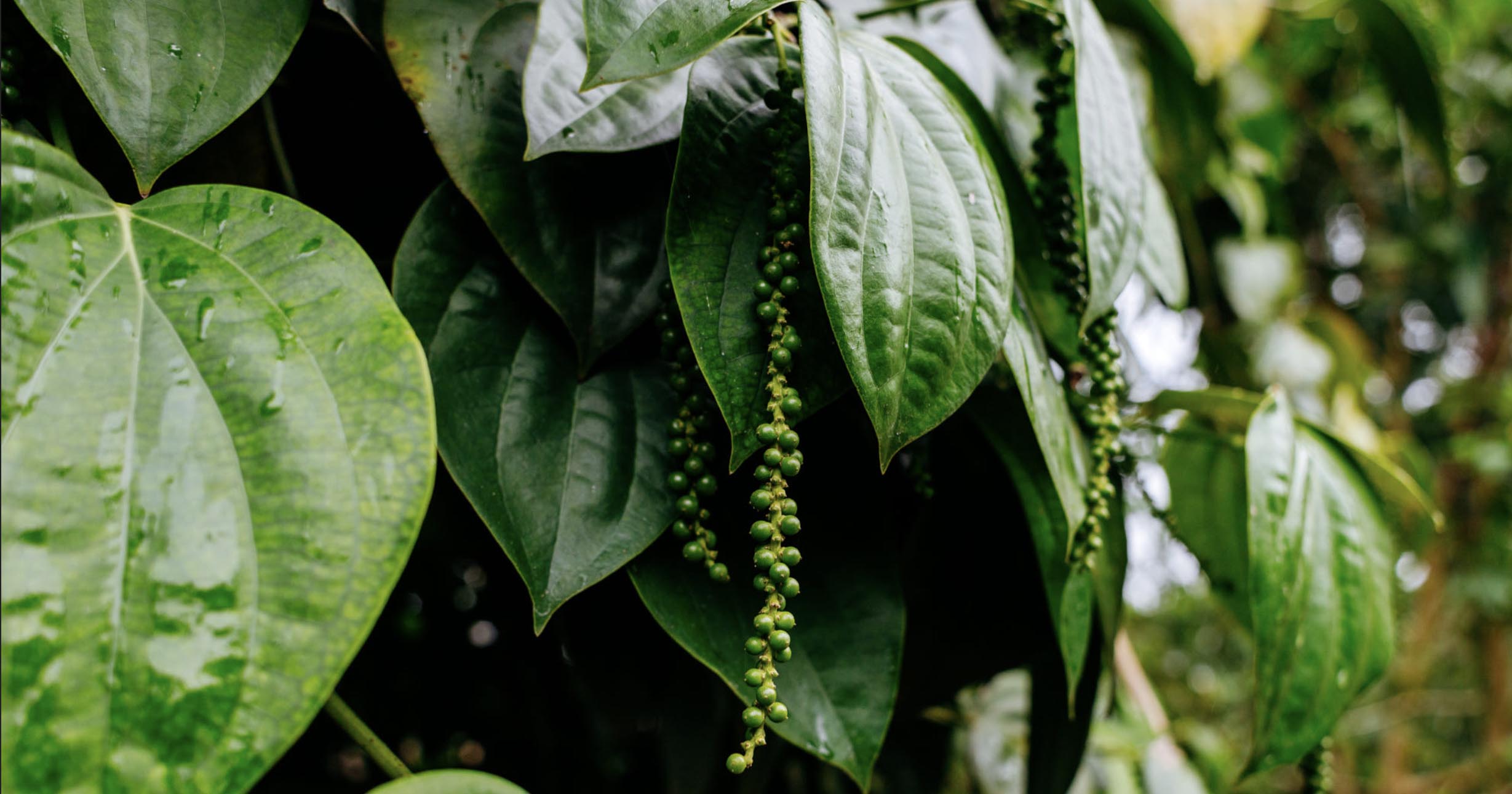 Ceylon Pepper – King Of Spices