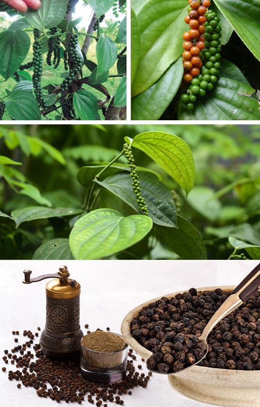 Ceylon Pepper – King Of Spices