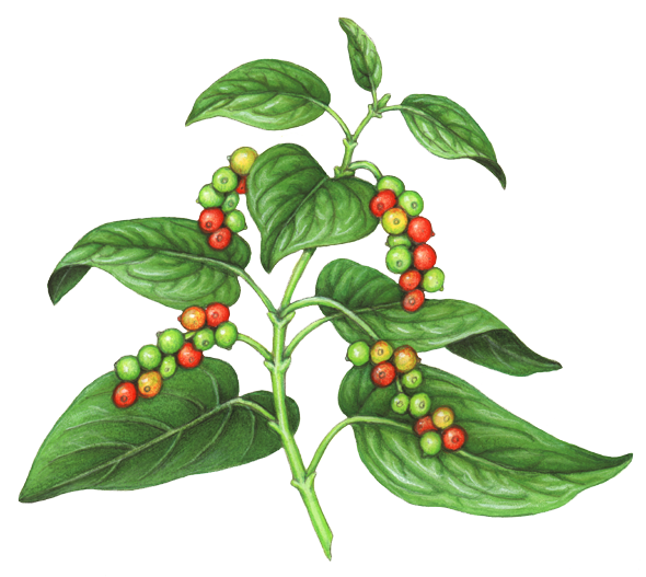 Ceylon Pepper – King Of Spices